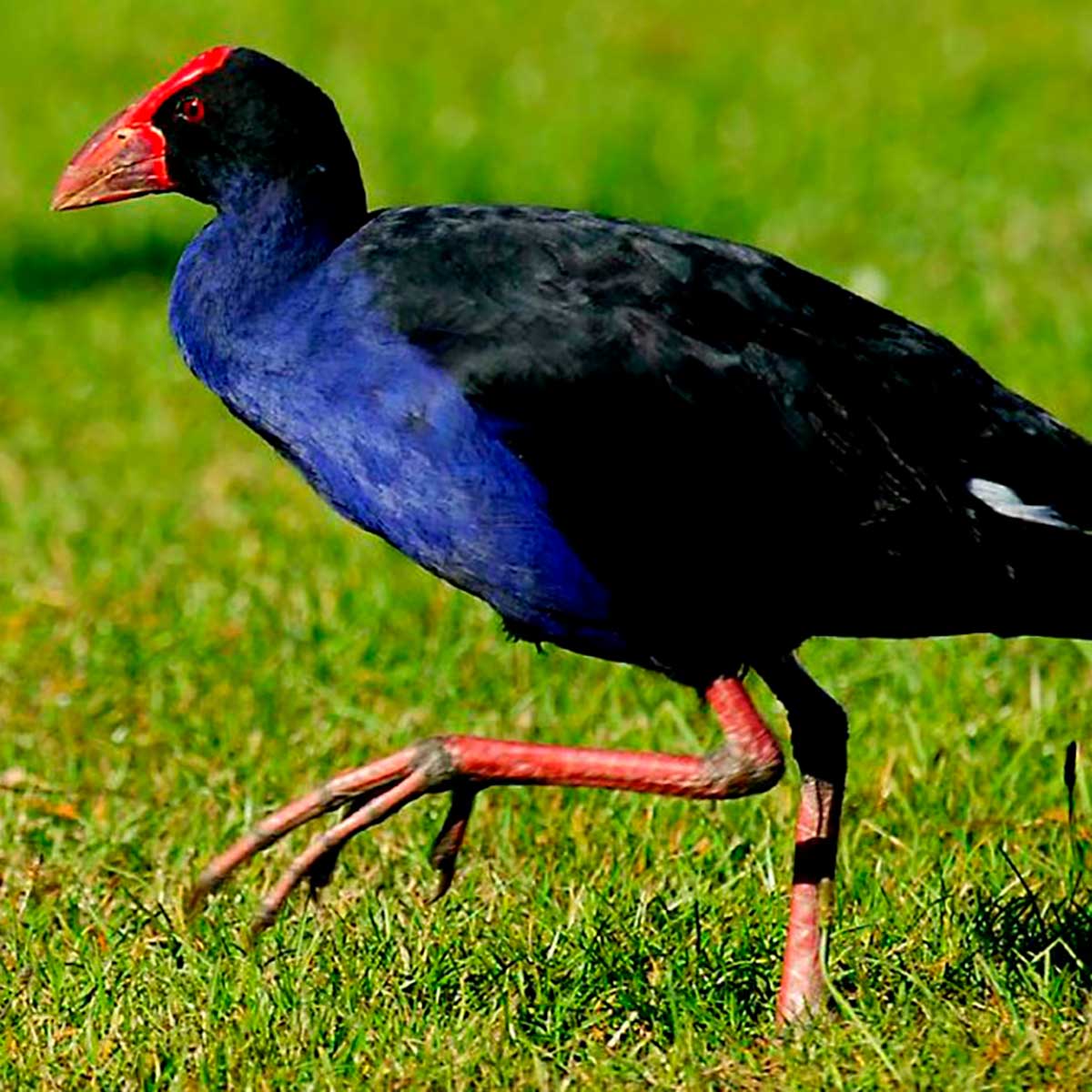 Pukeko – Preston Park