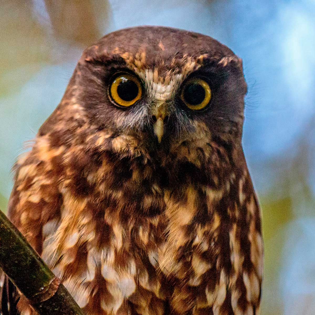 Morepork – Preston Park