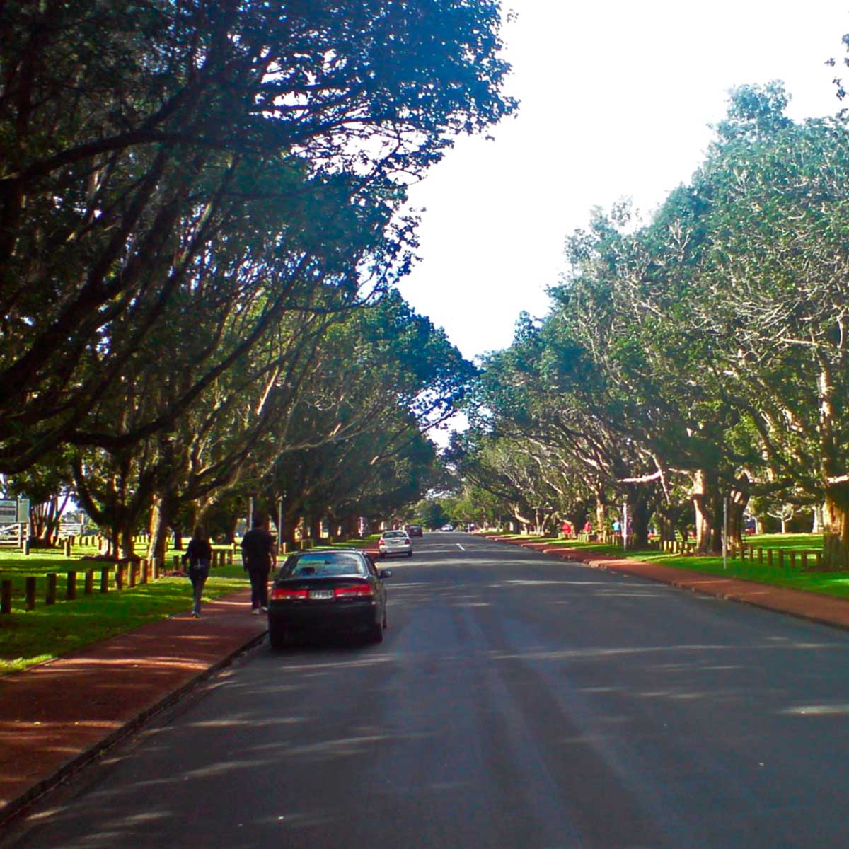 Puriri – Preston Park