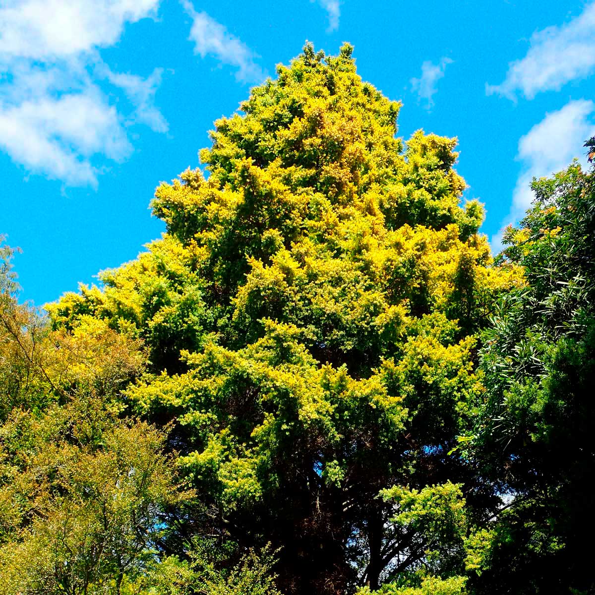 Totara – Preston Park