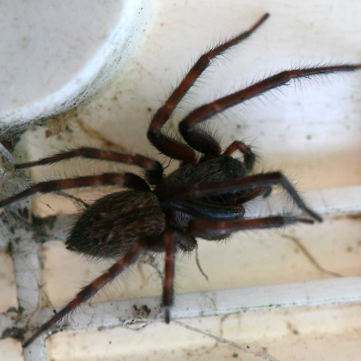 Spider – Preston Park