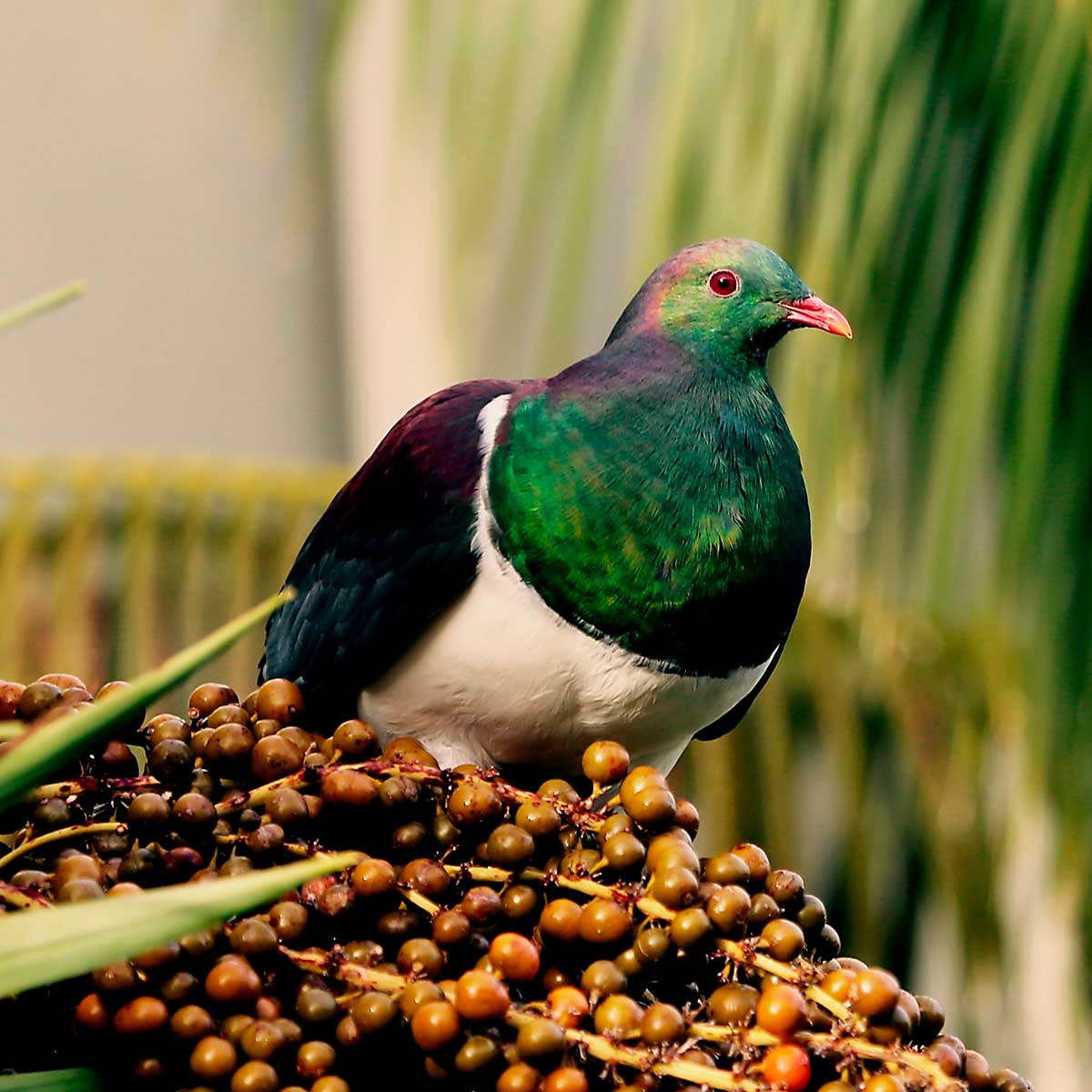 Kereru – Preston Park