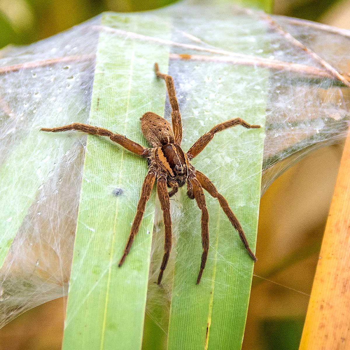 Spider – Preston Park