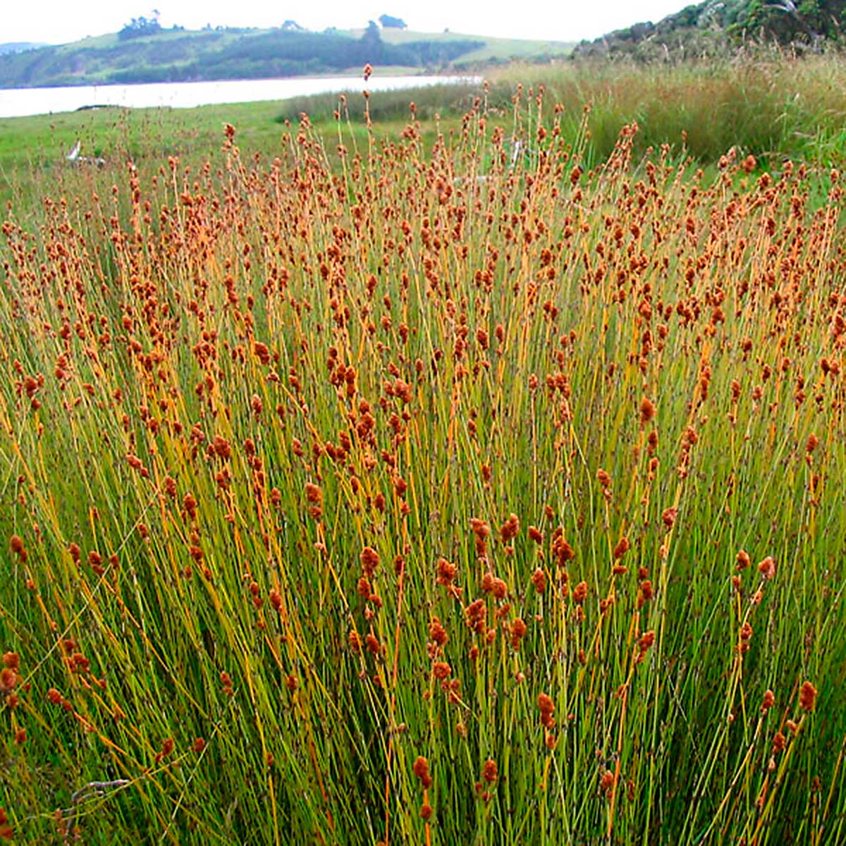 Oioi – Preston Park