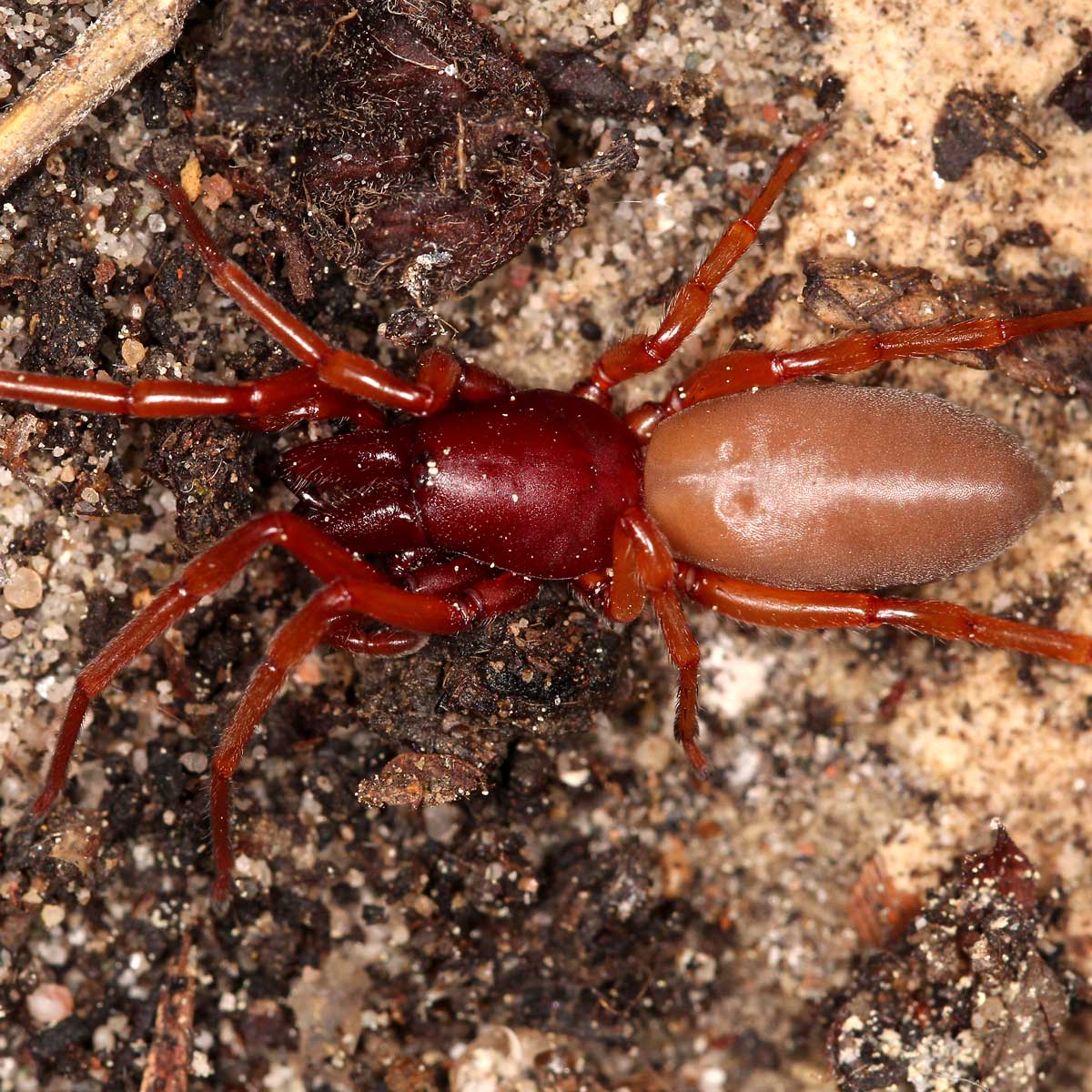 Spider – Preston Park