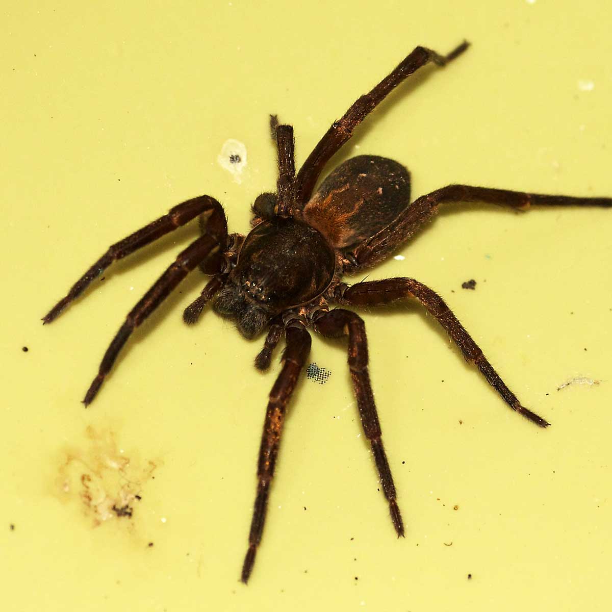 Spider – Preston Park