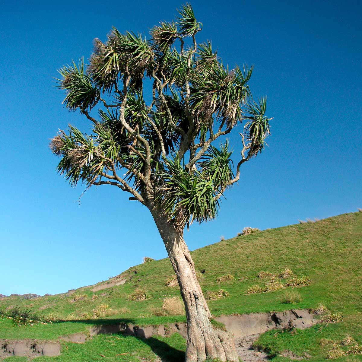Cabbage Tree – Preston Park