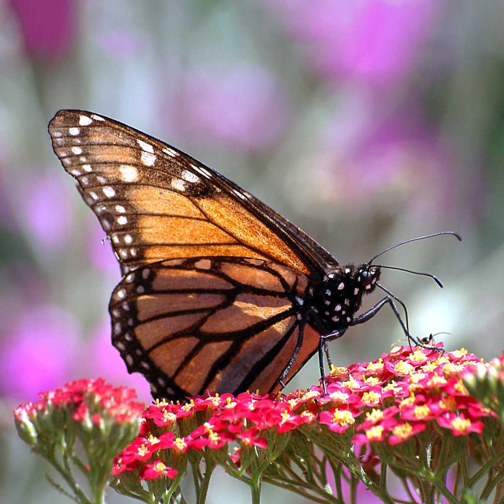 Butterfly – Preston Park