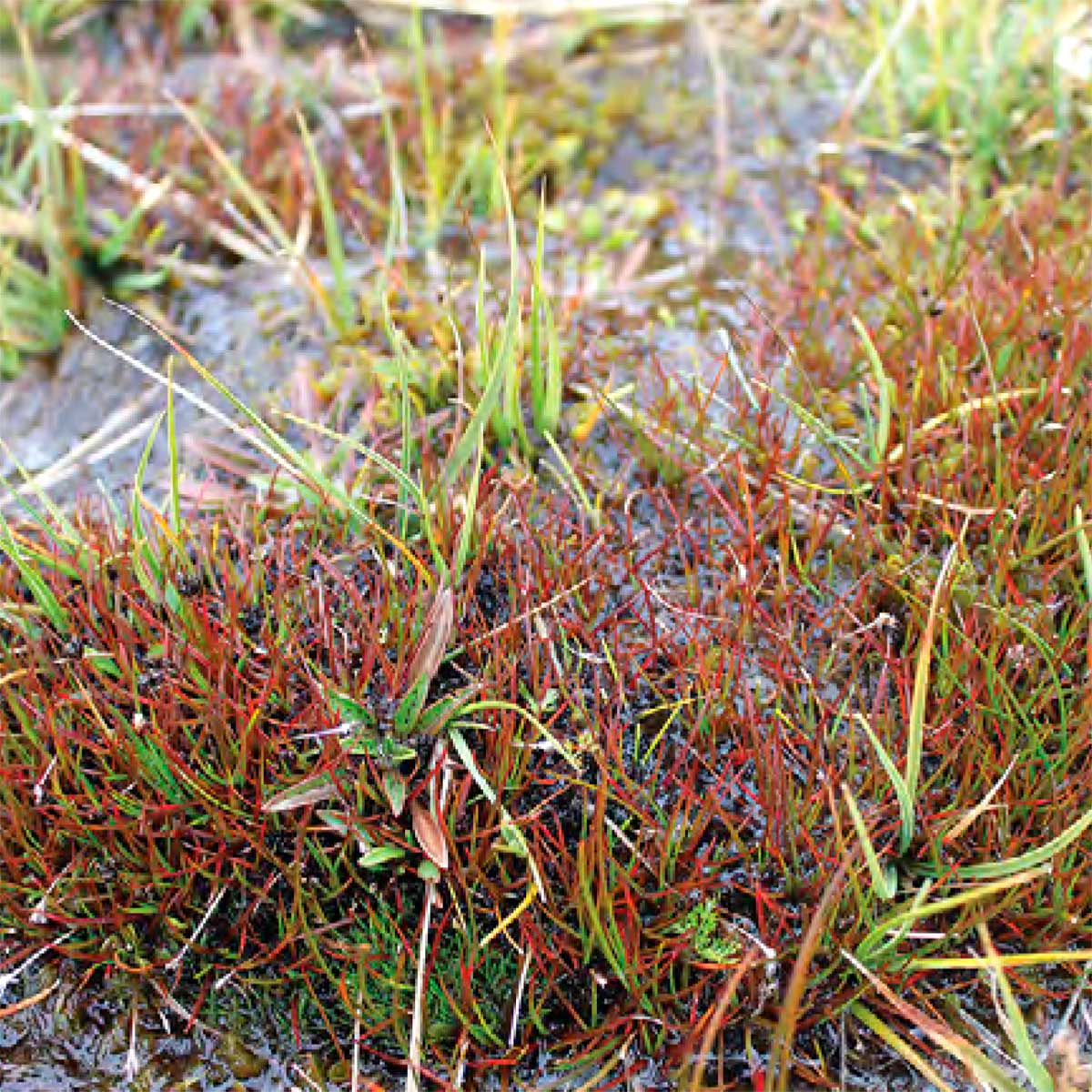 Dwarf Rush – Preston Park