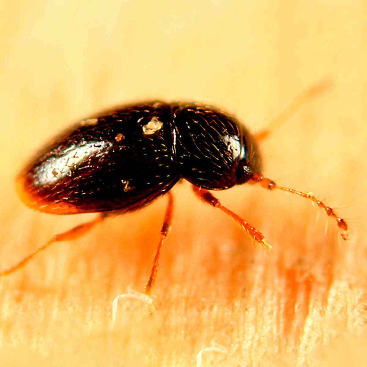 Beetle – Preston Park