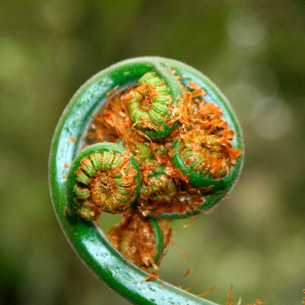 Silver Fern – Preston Park