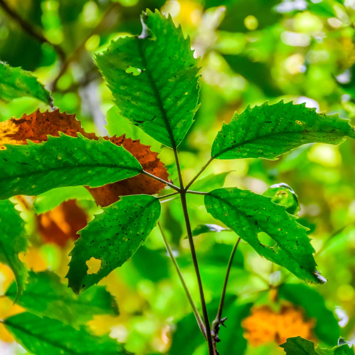 Five Finger – Preston Park