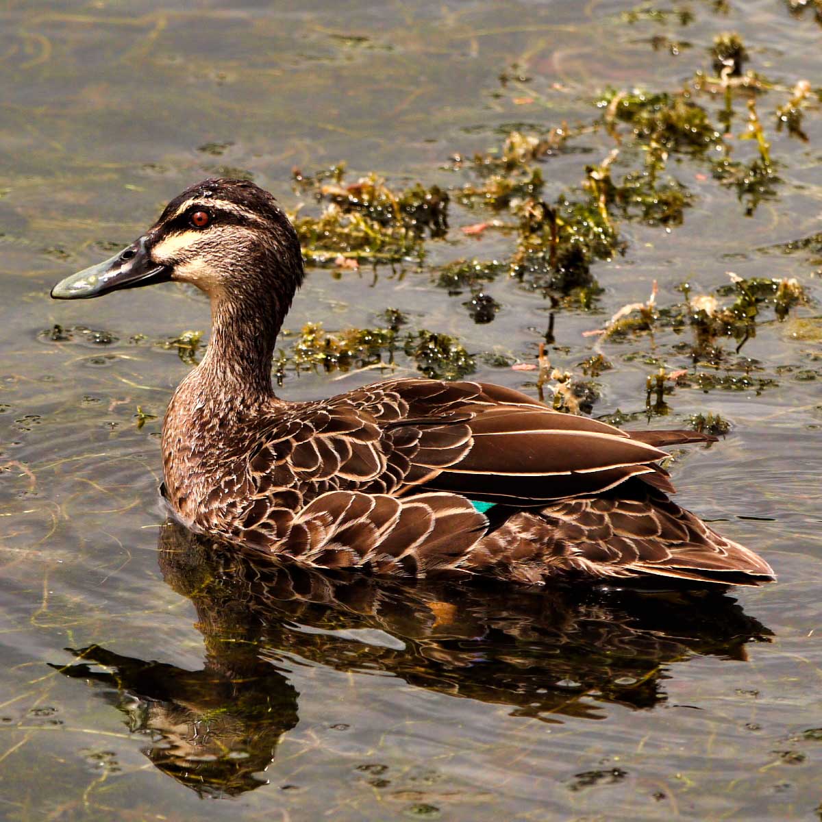 Grey Duck – Preston Park