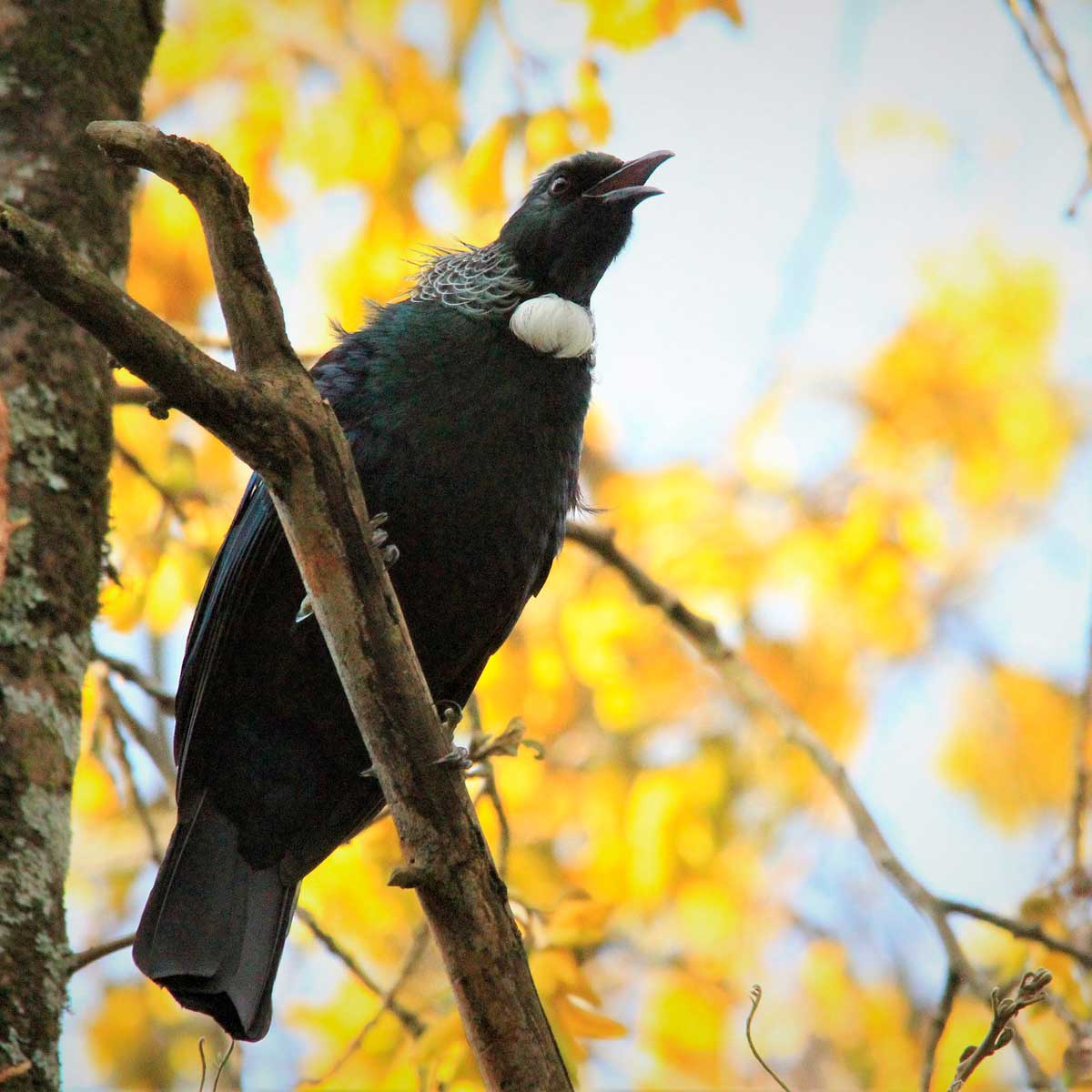 Kowhai – Preston Park