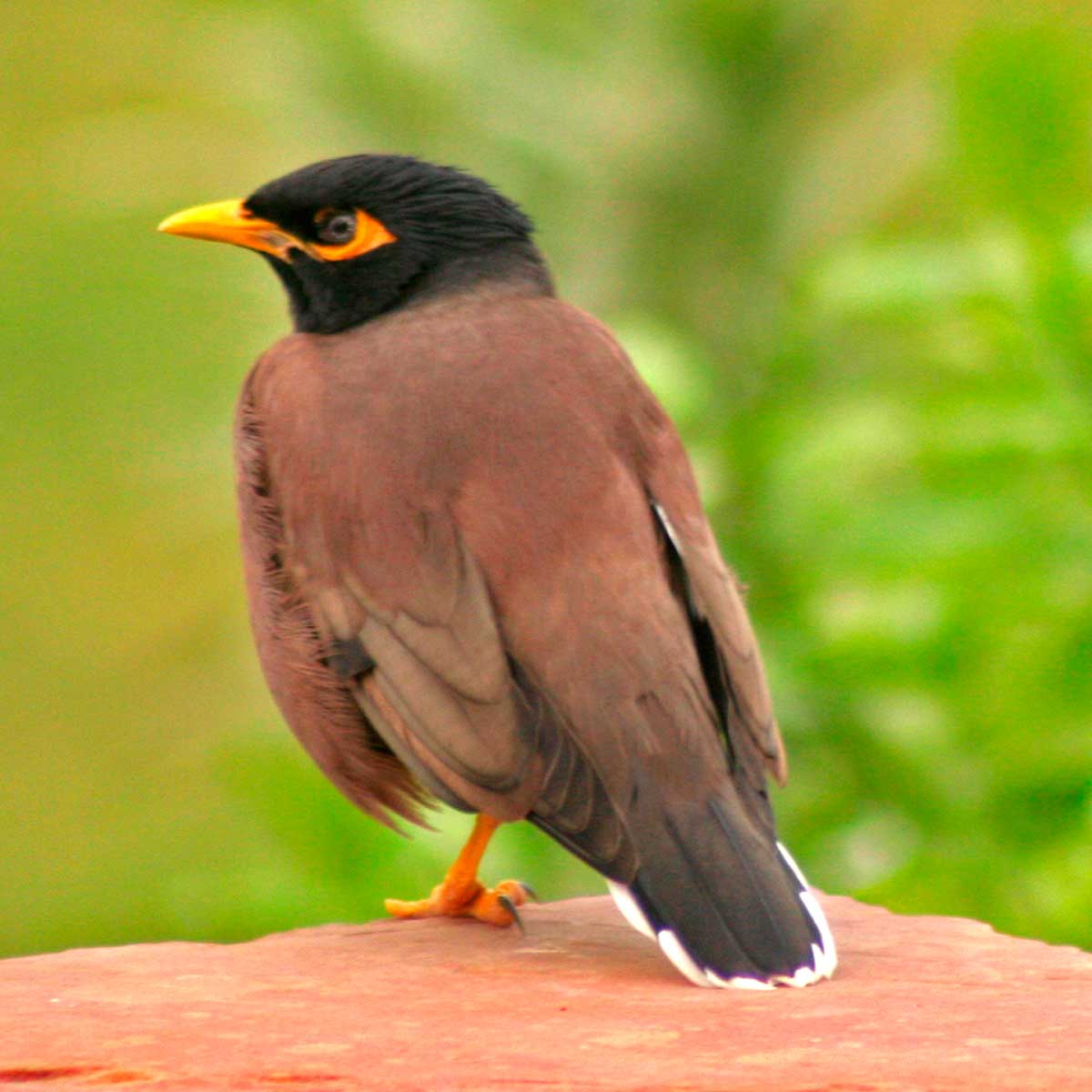 Mynah – Preston Park