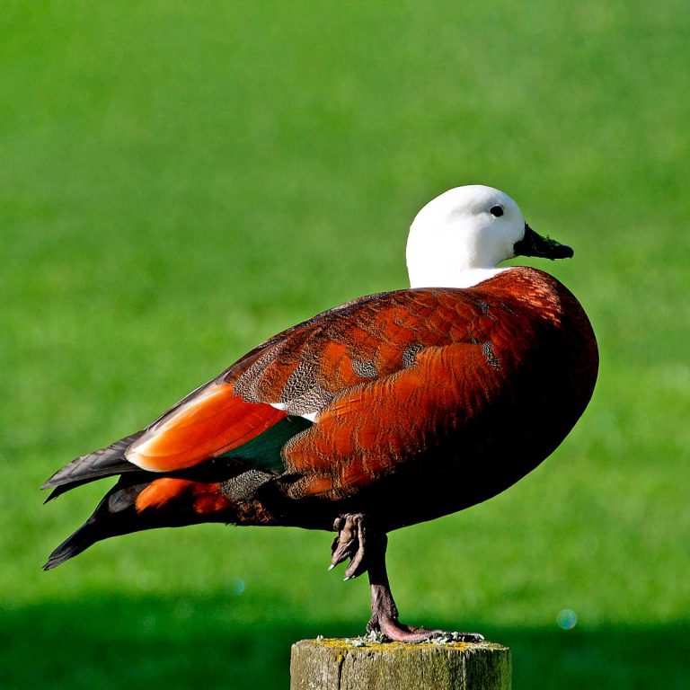 Paradise Duck – Preston Park