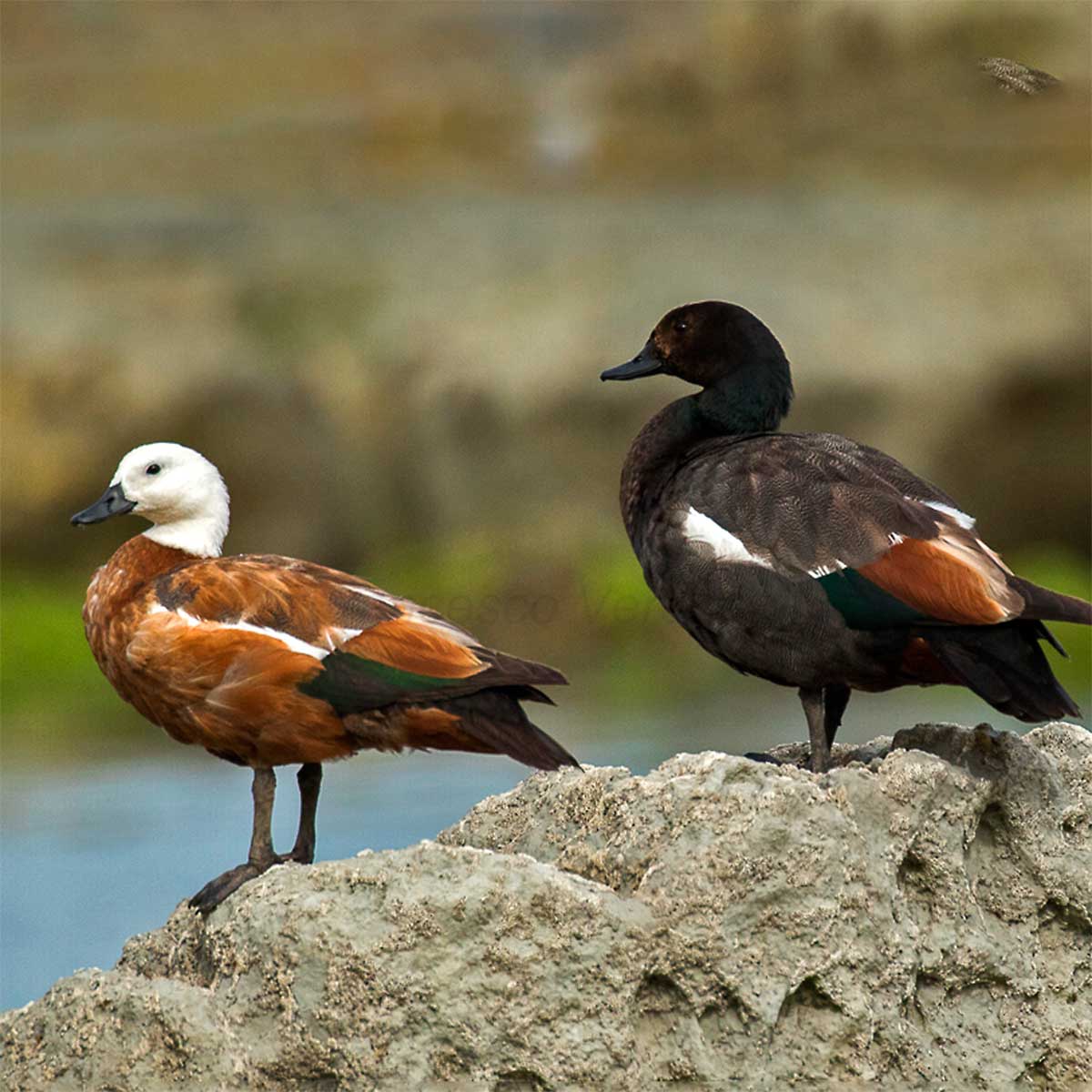 Paradise Duck – Preston Park