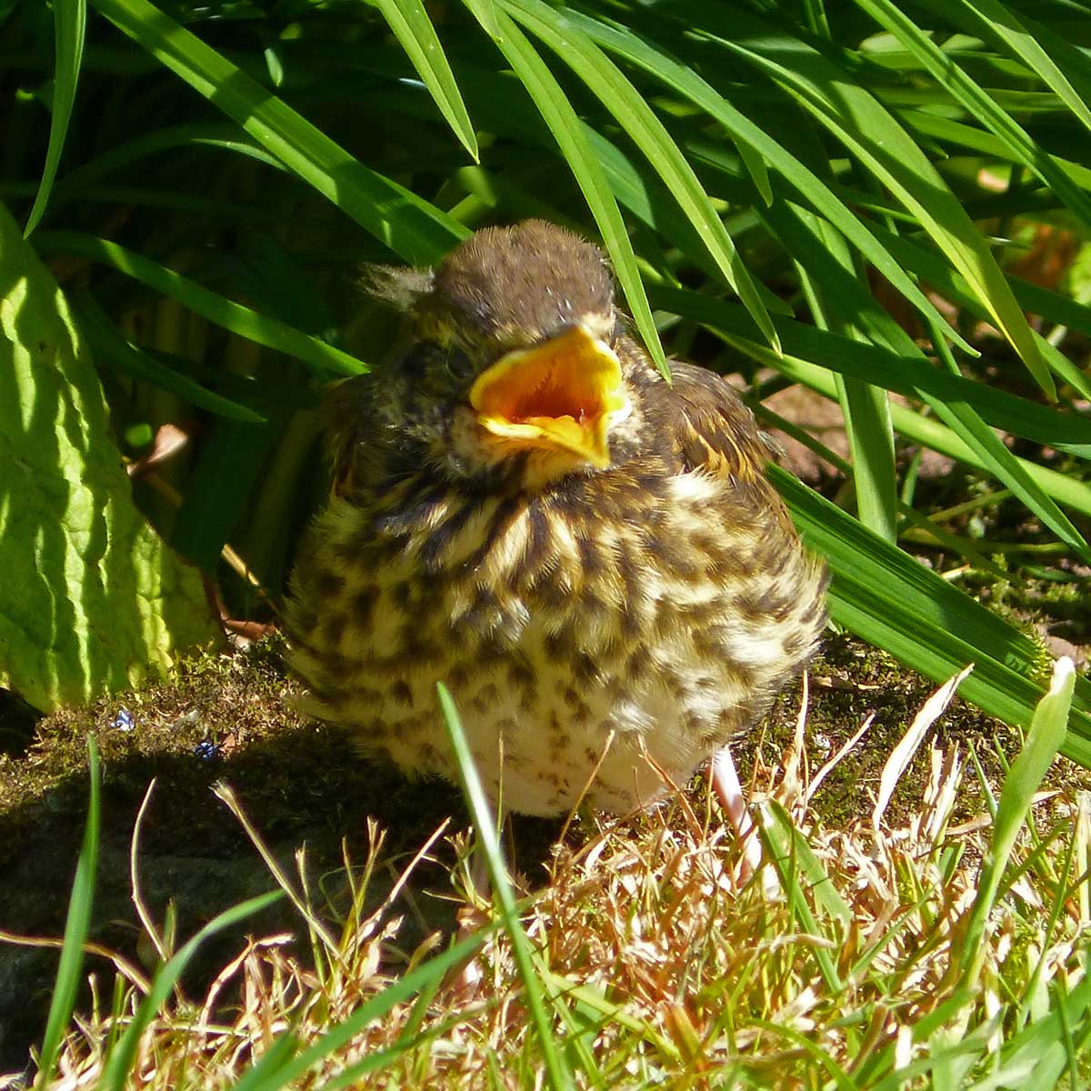 Song Thrush – Preston Park
