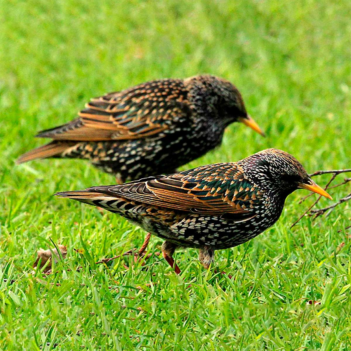 Starling – Preston Park