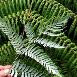 Ponga – Preston Park