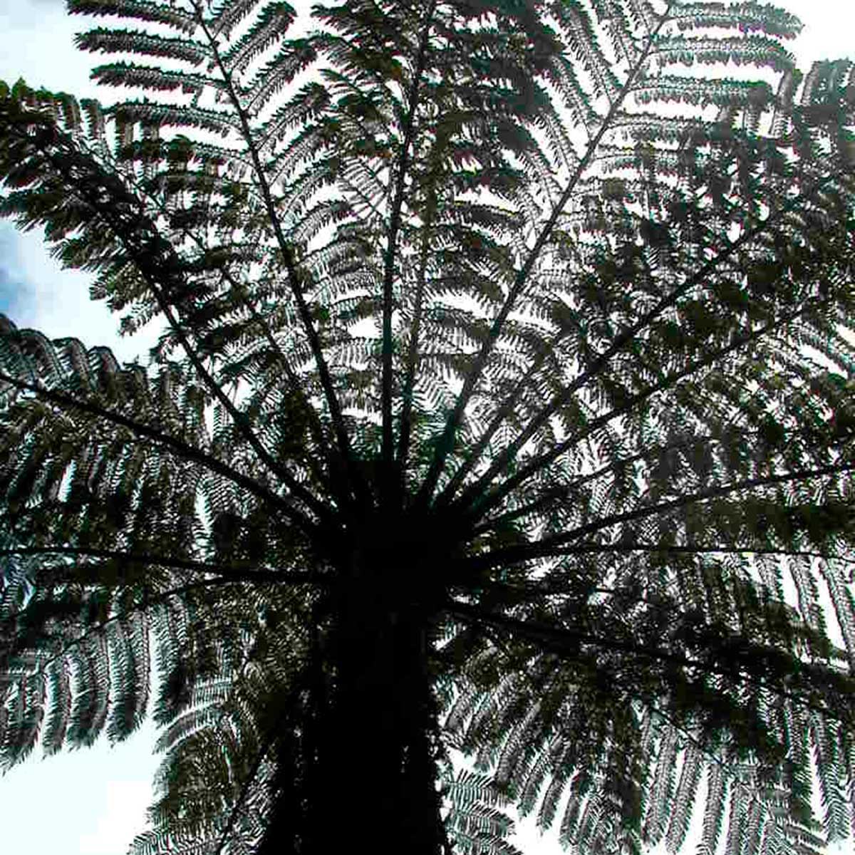 Ponga – Preston Park