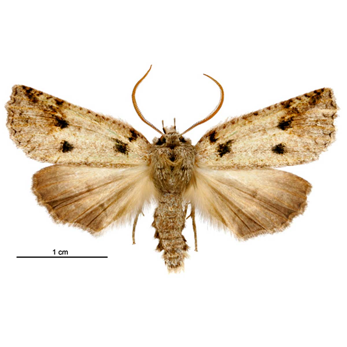 Moth – Preston Park