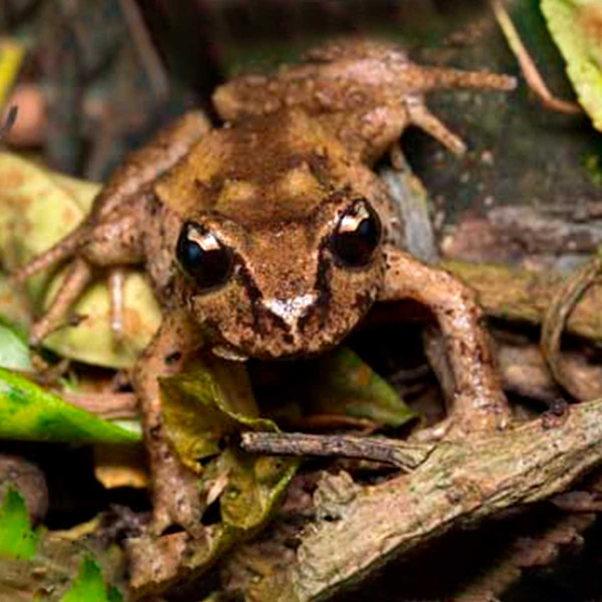 Frog – Preston Park