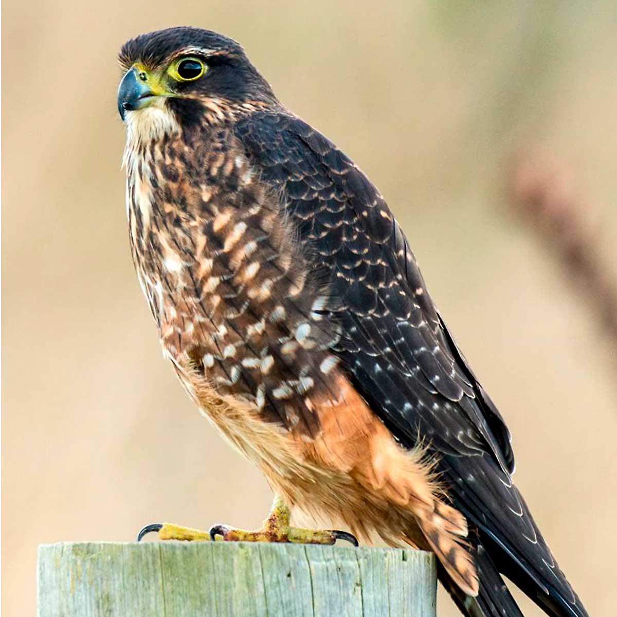 Hawk – Preston Park