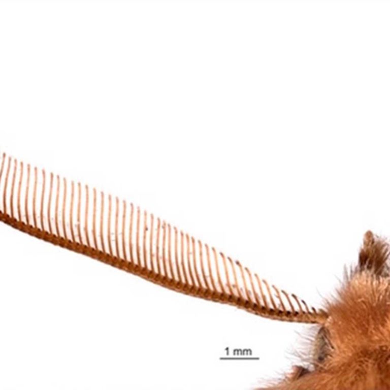 Butterfly – Preston Park