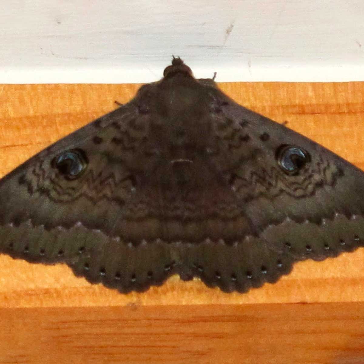 Moth – Preston Park