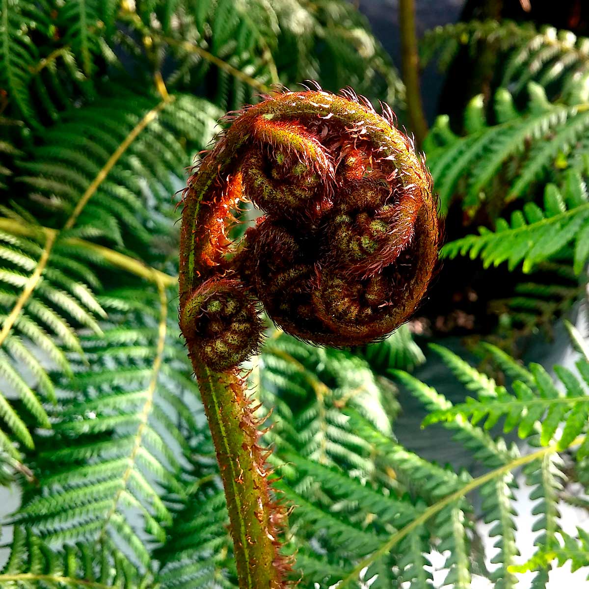 Ponga – Preston Park