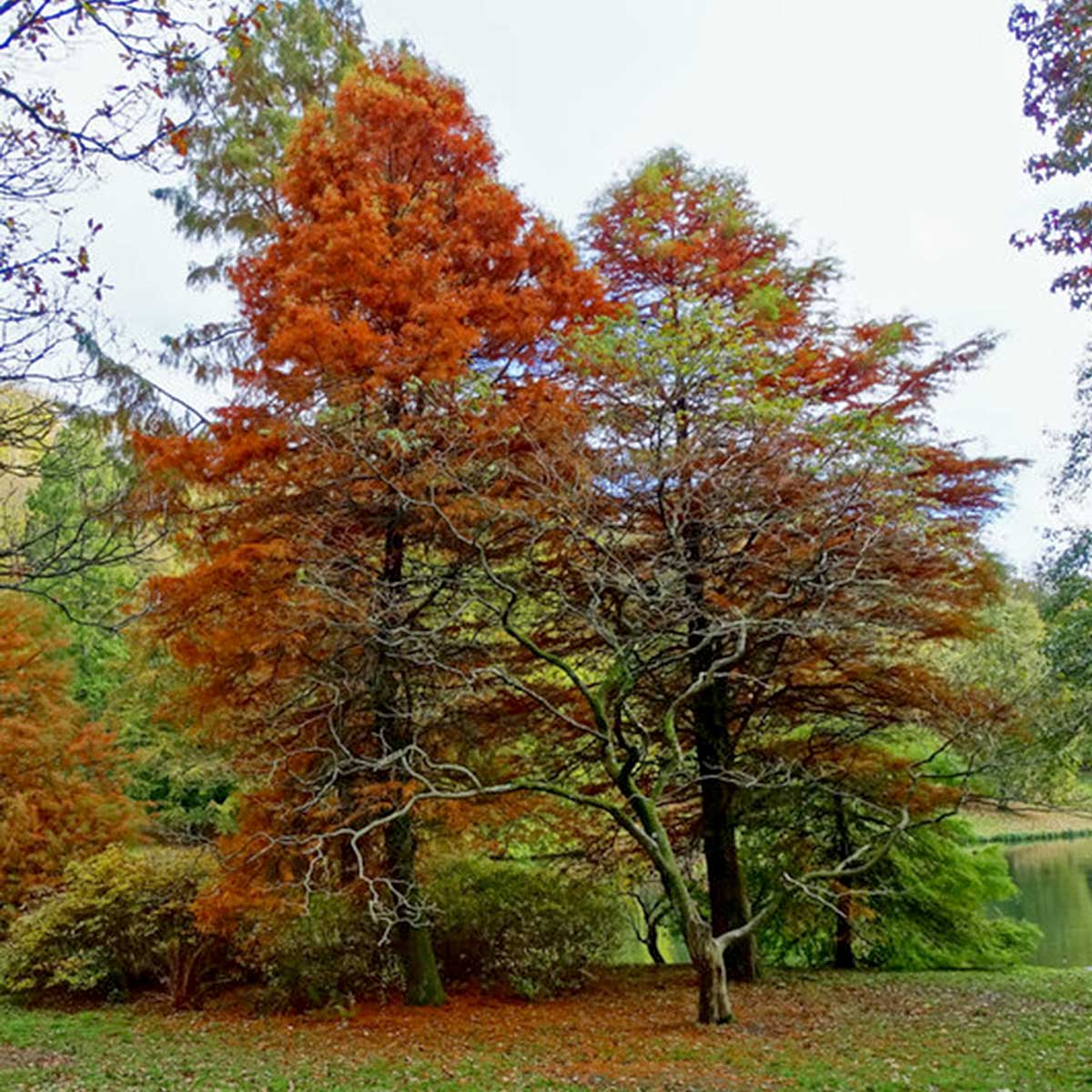 Swamp Cypress – Preston Park