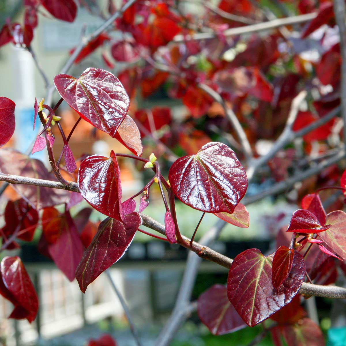 Cercis Forest Pansy – Preston Park