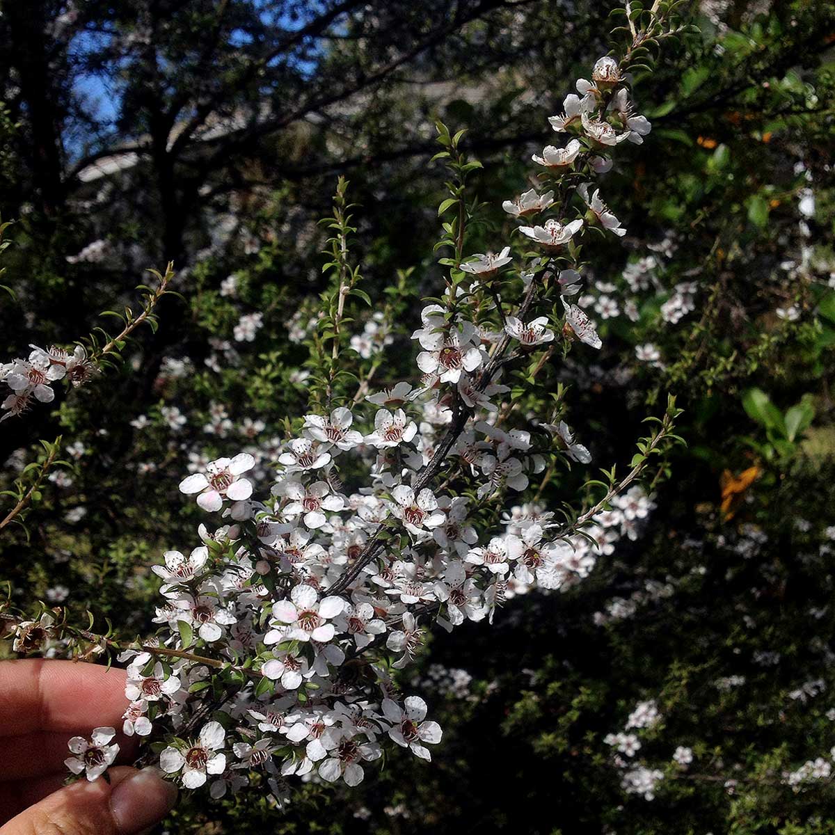 Manuka – Preston Park